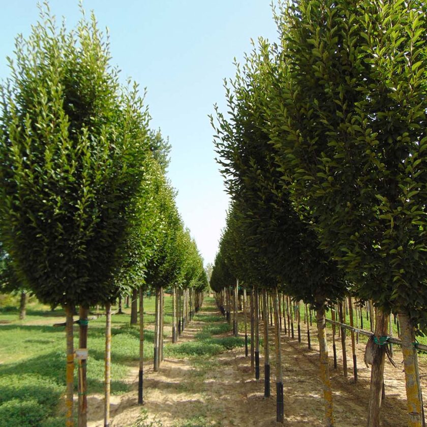 Carpino Archivi - Zambelli Vivai