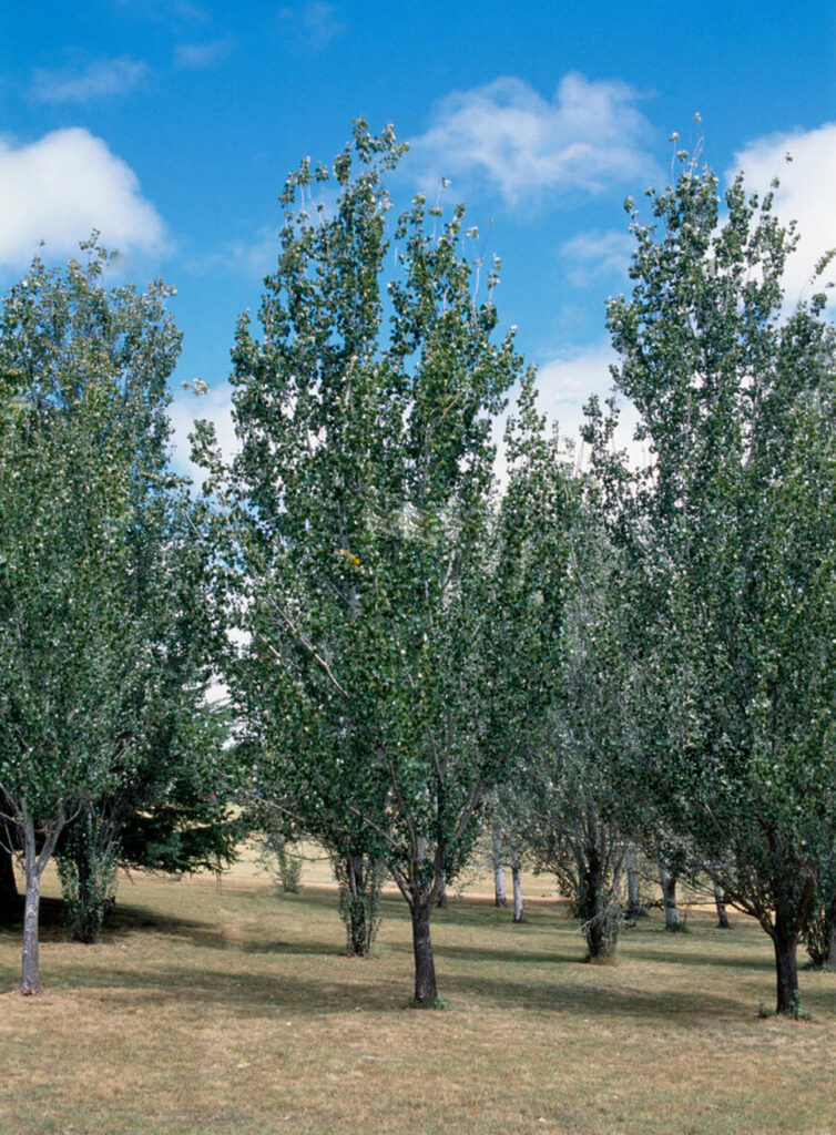 Populus Alba Bolleana - Zambelli Vivai - Canneto s/O