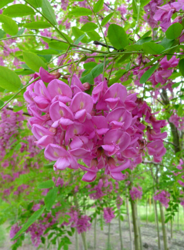 Robinia Pseudoacacia Casque Rouge - Zambelli Vivai Canneto s/O