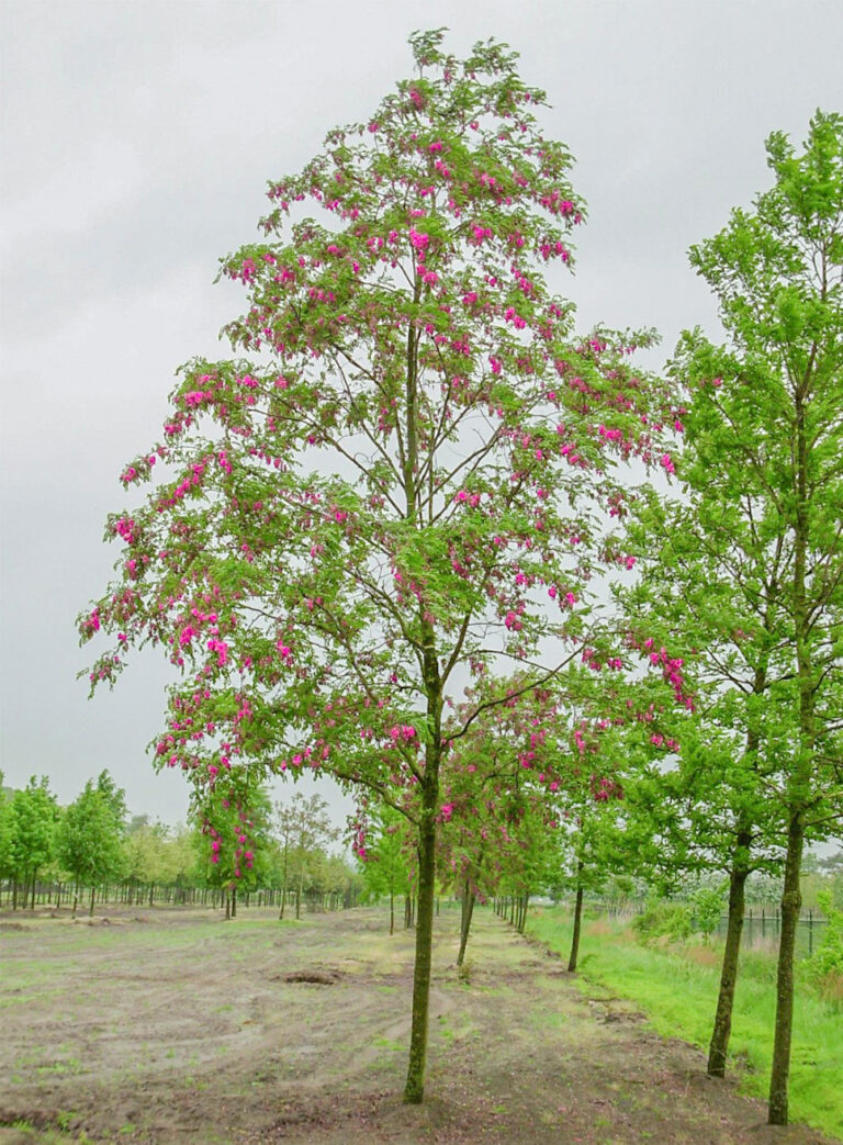 Robinia Pseudoacacia Casque Rouge - Zambelli Vivai Canneto s/O